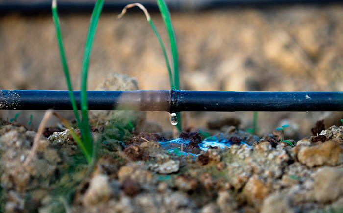 ¿Cómo implementar un sistema de riego por goteo?