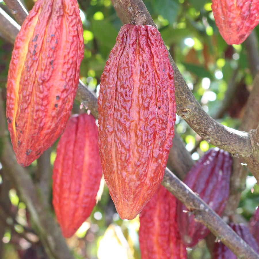 Increase Premium Cocoa Yield Using Drip Irrigation | Netafim