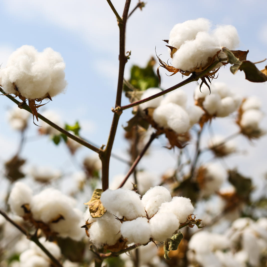 Increase Cotton Yield and Lint Quality Using Drip Irrigation | Netafim